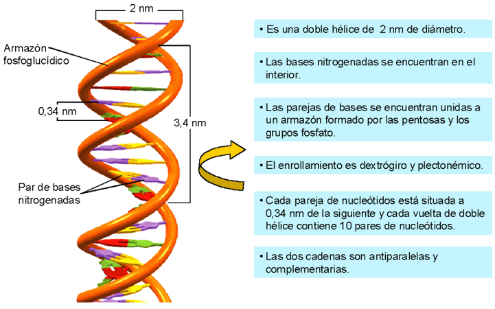 Conoce las maravillas de tu ADN en su día